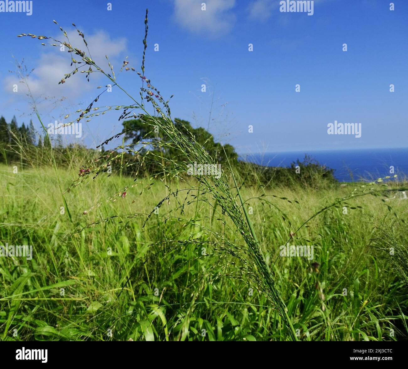 guinea grass (Megathyrsus maximus) Plantae Stock Photo - Alamy