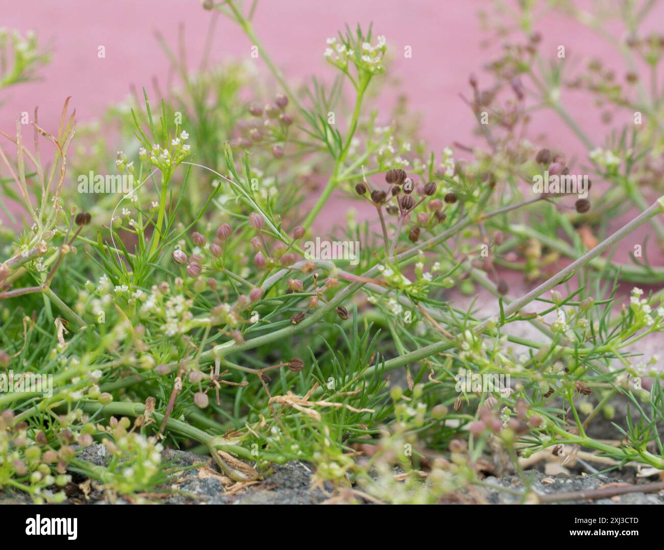 Marsh parsley (Cyclospermum leptophyllum) Plantae Stock Photo - Alamy