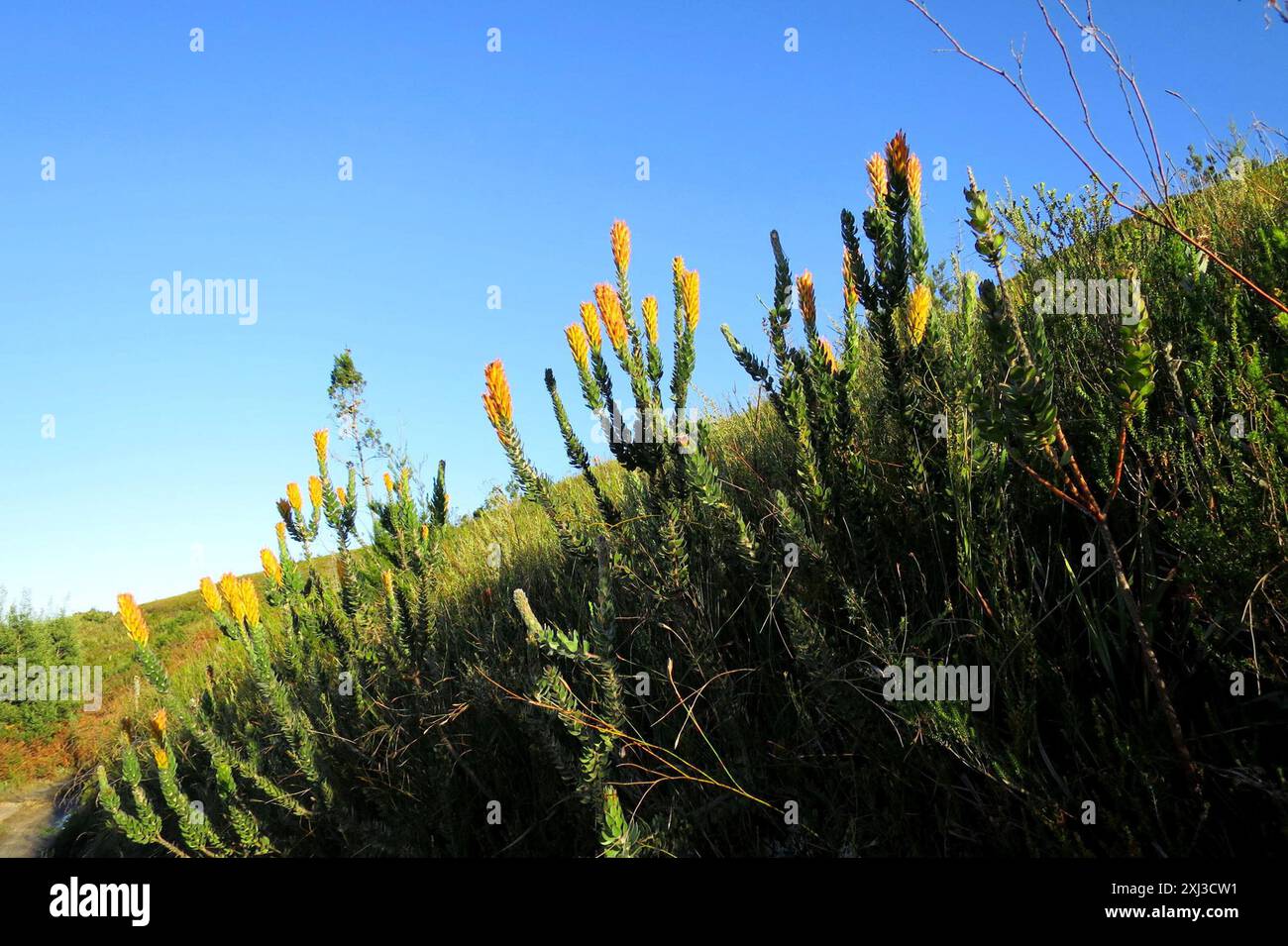 Threeflower Pagoda (Mimetes pauciflorus) Plantae Stock Photo - Alamy