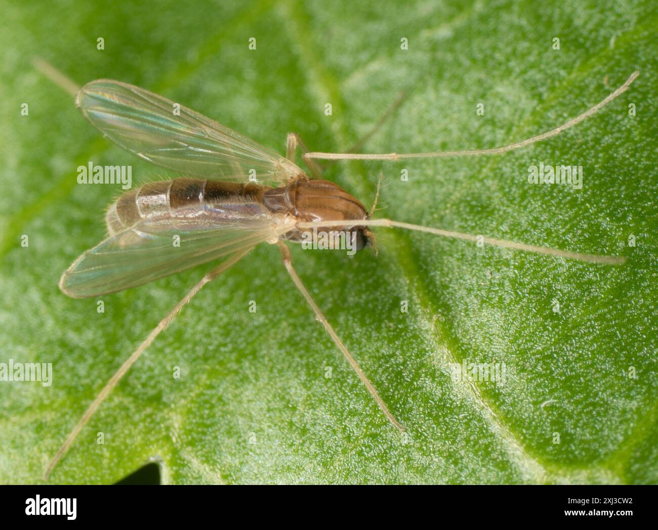 Non-biting Midges (Chironomidae) Insecta Stock Photo - Alamy