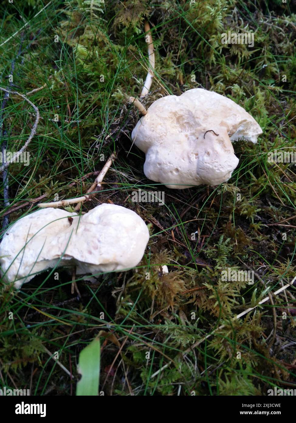 Wood Hedgehog (Hydnum repandum) Fungi Stock Photo - Alamy
