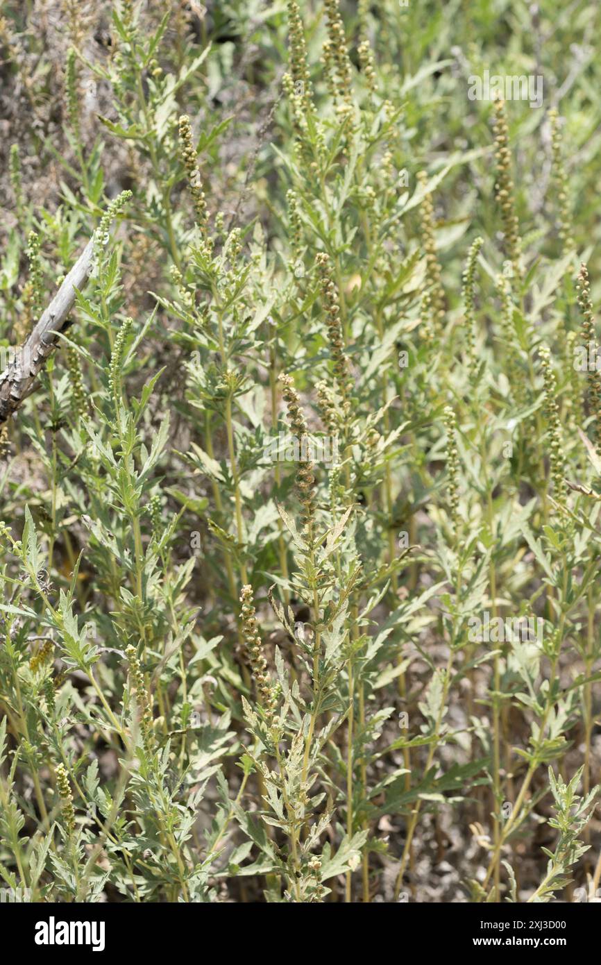 western ragweed (Ambrosia psilostachya) Plantae Stock Photo - Alamy