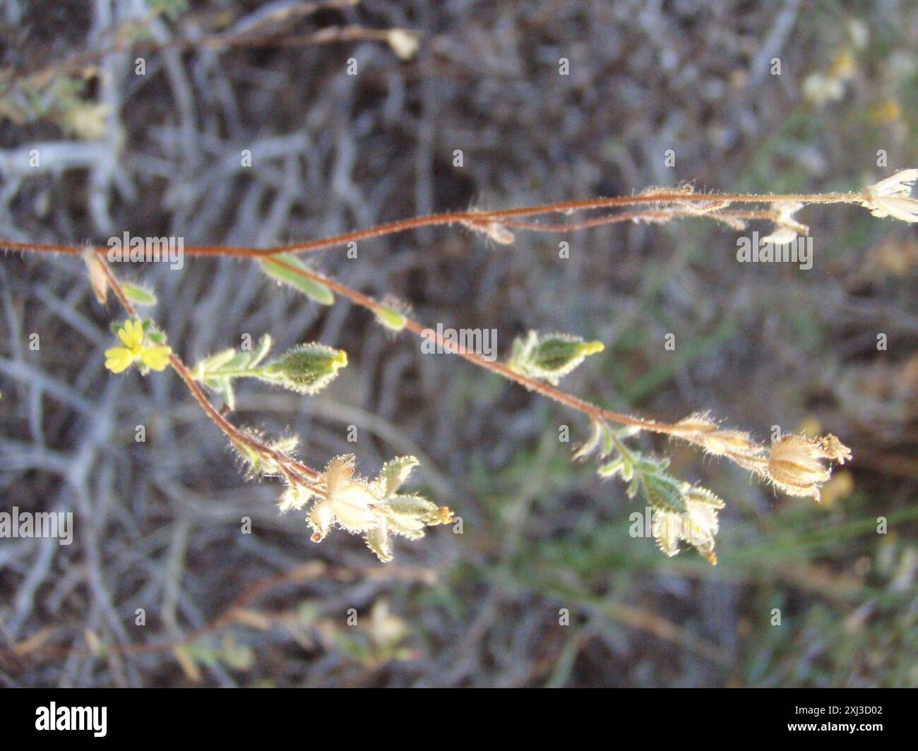 mountain tarweed (Madia glomerata) Plantae Stock Photo - Alamy