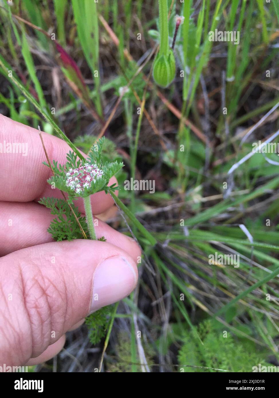 American wild carrot (Daucus pusillus) Plantae Stock Photo - Alamy