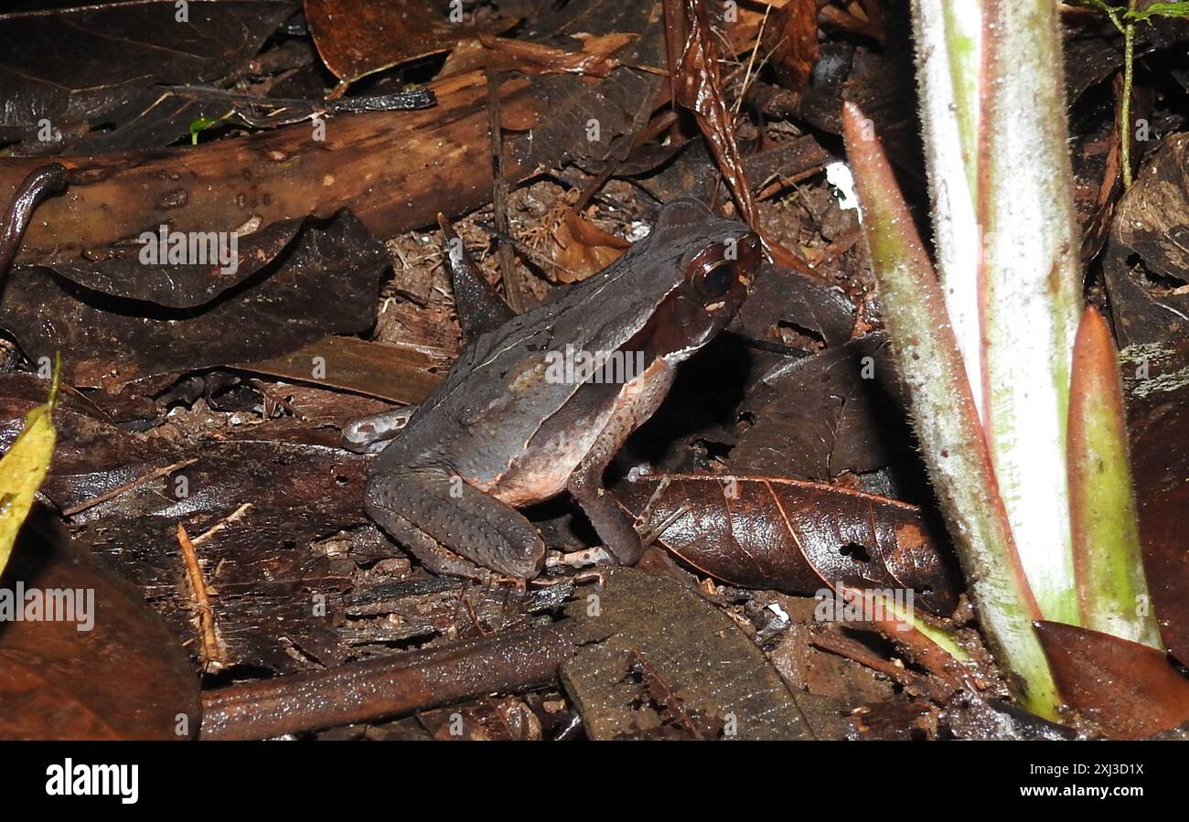 Leaf Litter Toad (Rhaebo haematiticus) Amphibia Stock Photo - Alamy