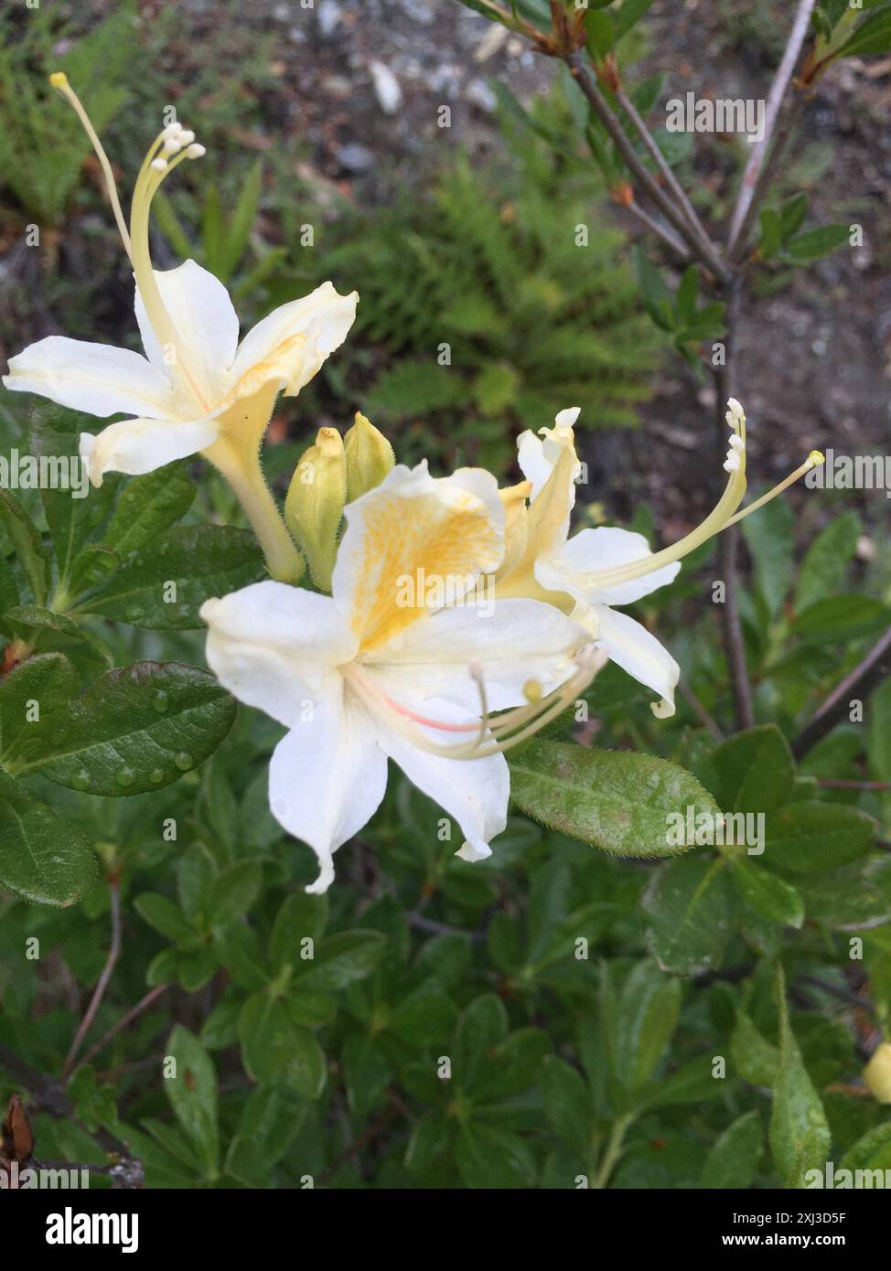 western azalea (Rhododendron occidentale) Plantae Stock Photo - Alamy