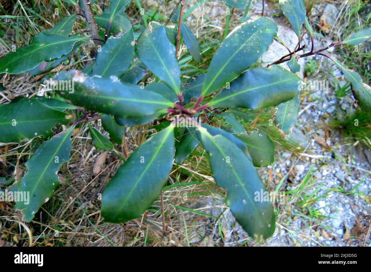 Cape beech (Rapanea melanophloeos) Plantae Stock Photo - Alamy