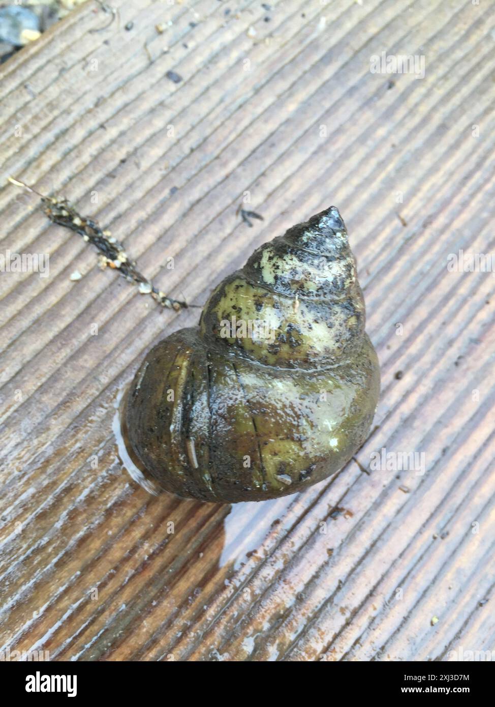 Chinese Mystery Snail (Cipangopaludina chinensis) Mollusca Stock Photo ...