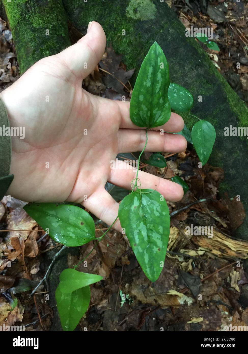 greenbriers (Smilax) Plantae Stock Photo - Alamy