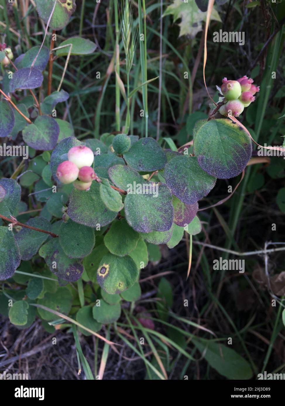 creeping snowberry (Symphoricarpos mollis) Plantae Stock Photo - Alamy