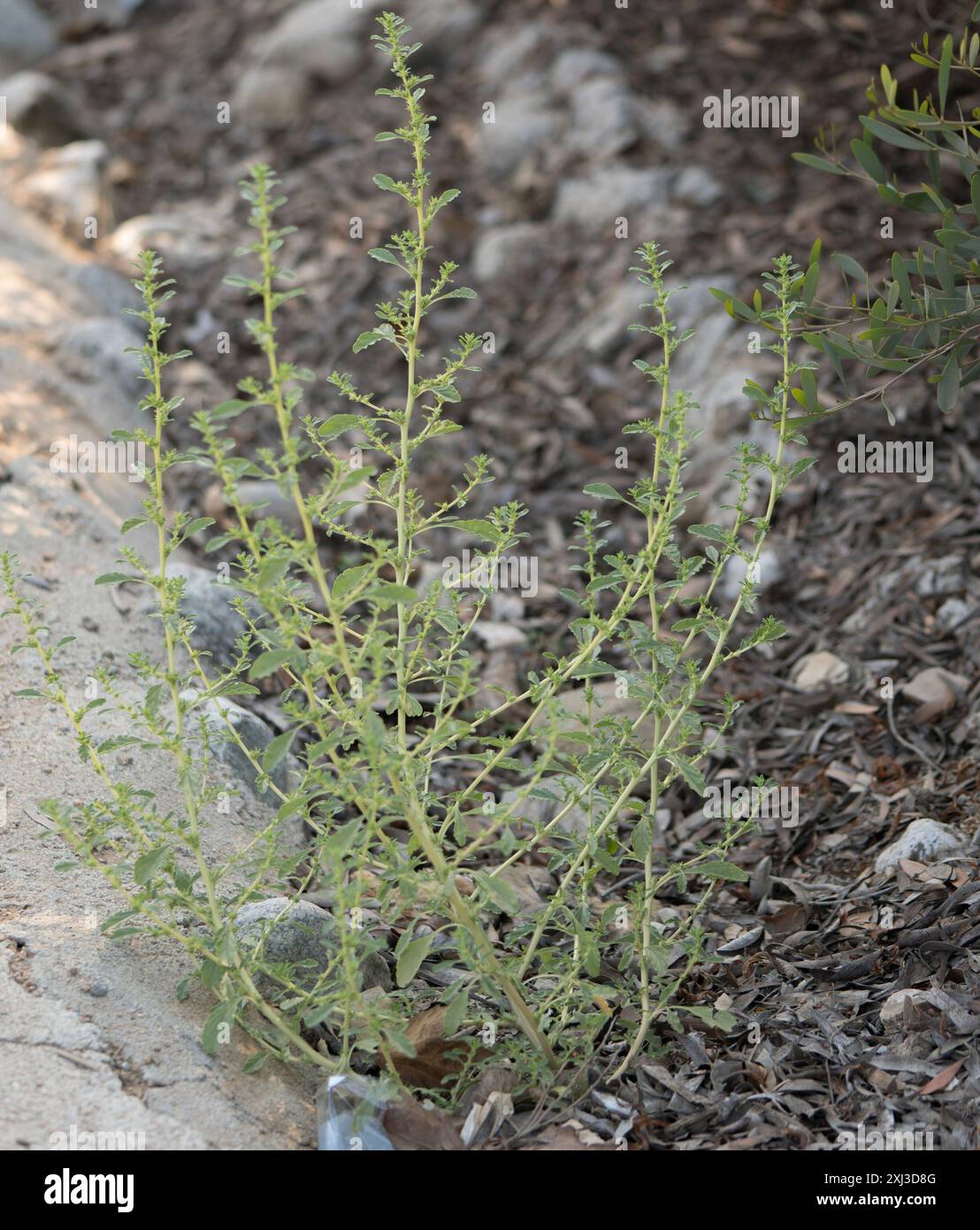 prostrate pigweed (Amaranthus albus) Plantae Stock Photo - Alamy