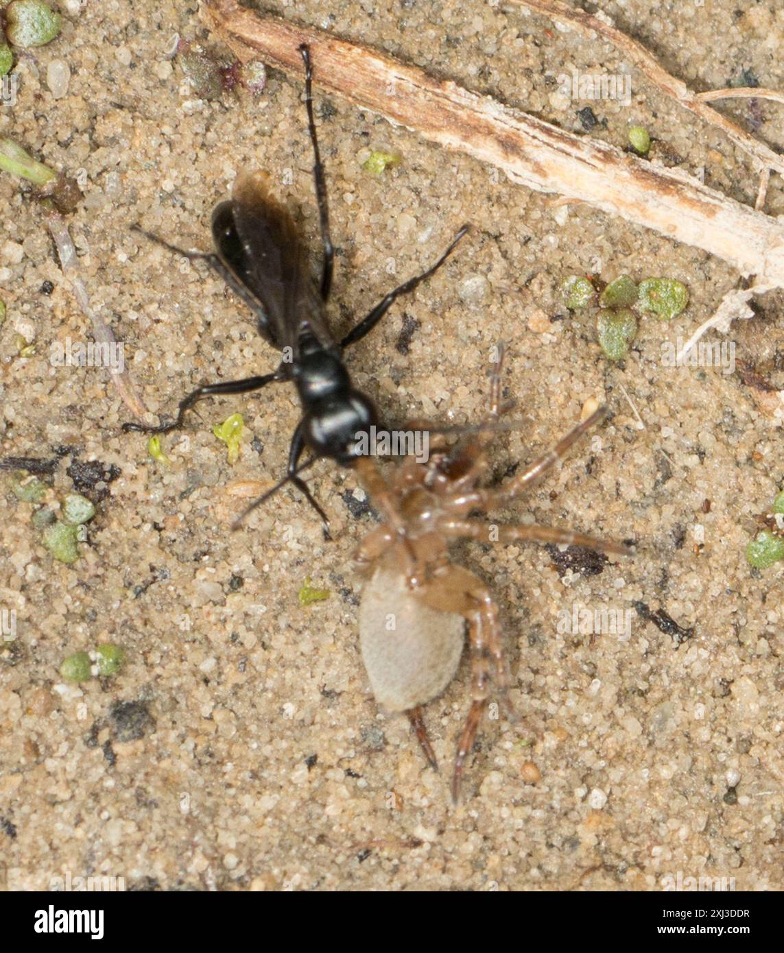 Spider Wasps (Pompilidae) Insecta Stock Photo - Alamy