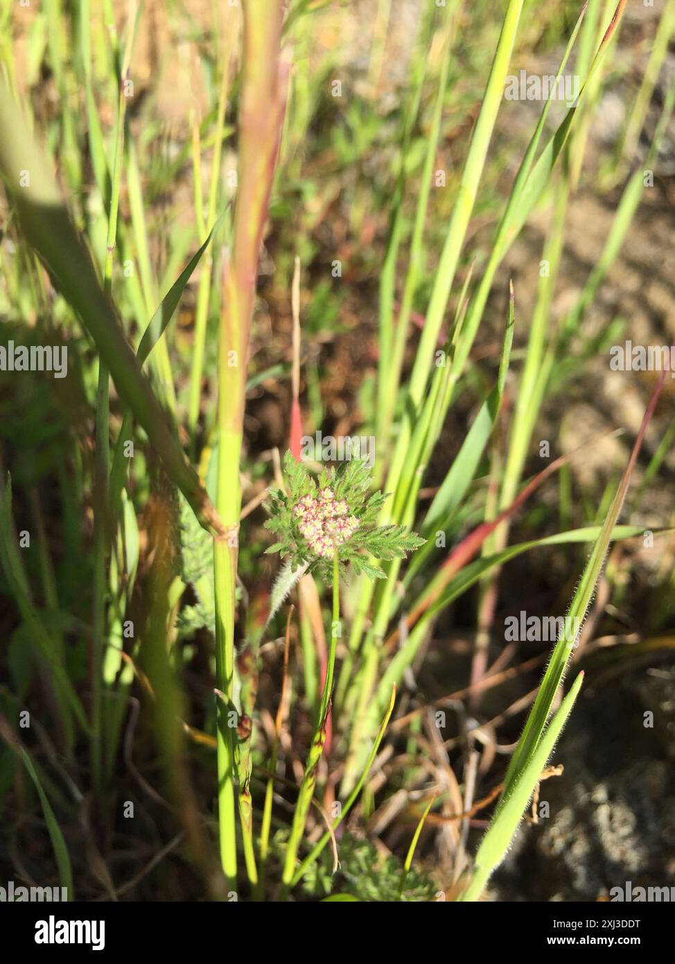 American wild carrot (Daucus pusillus) Plantae Stock Photo - Alamy