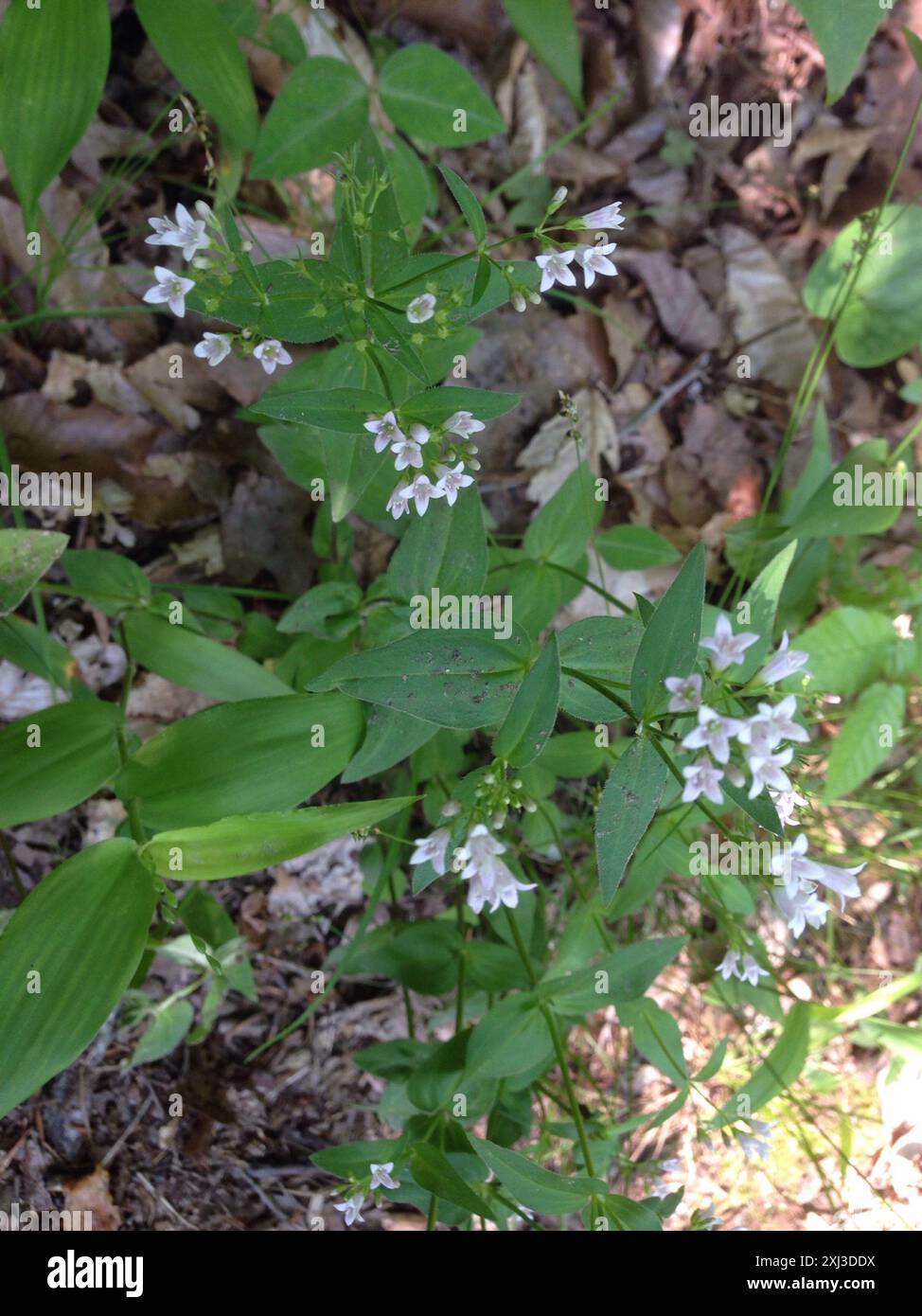 summer bluet (Houstonia purpurea) Plantae Stock Photo - Alamy