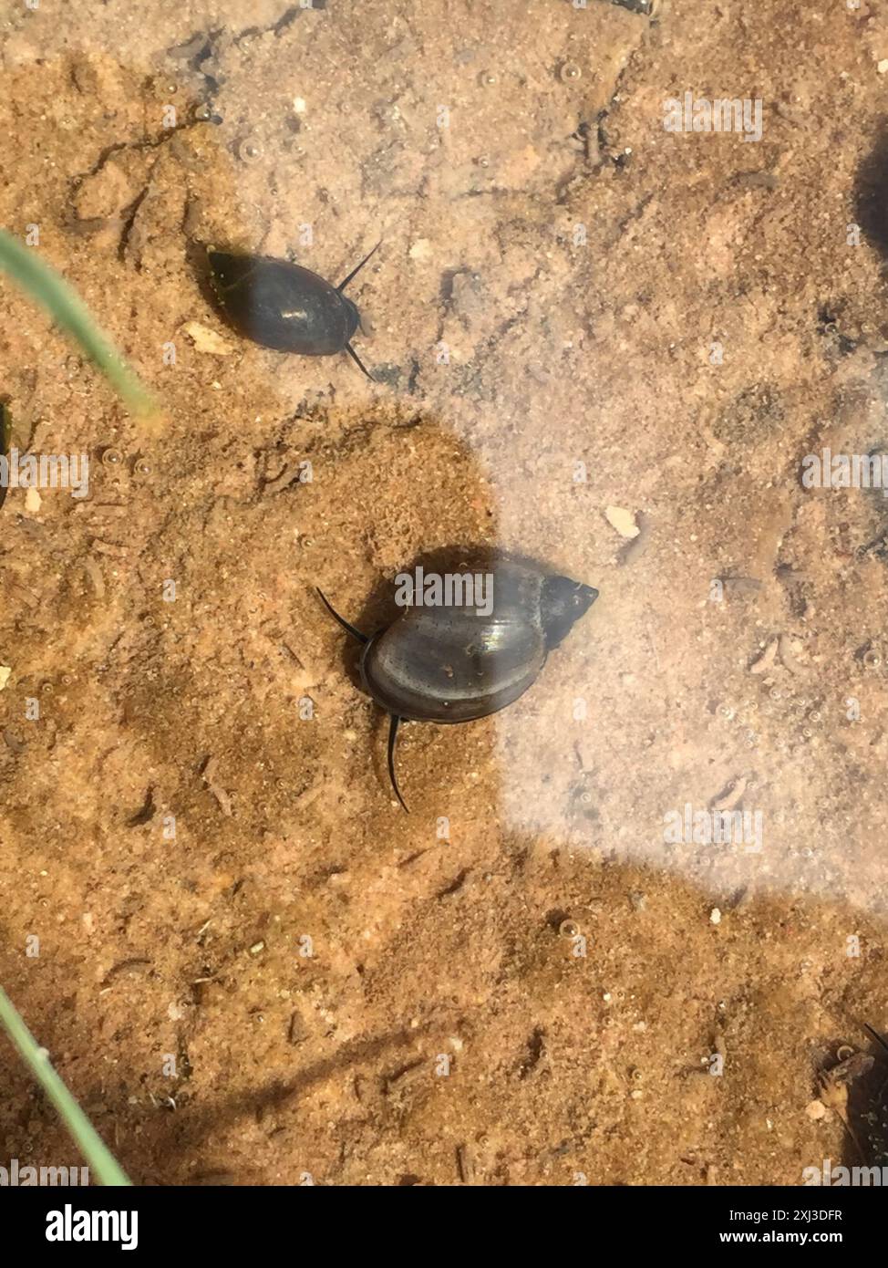 Tadpole Physa (Physella gyrina) Mollusca Stock Photo - Alamy