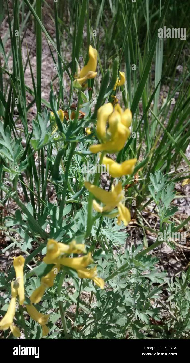 golden corydalis (Corydalis aurea) Plantae Stock Photo - Alamy