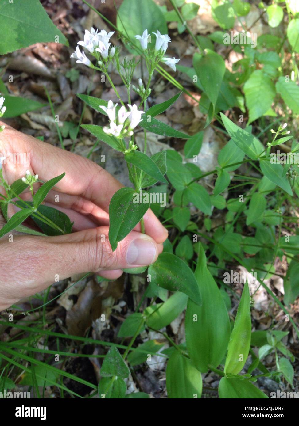 summer bluet (Houstonia purpurea) Plantae Stock Photo - Alamy
