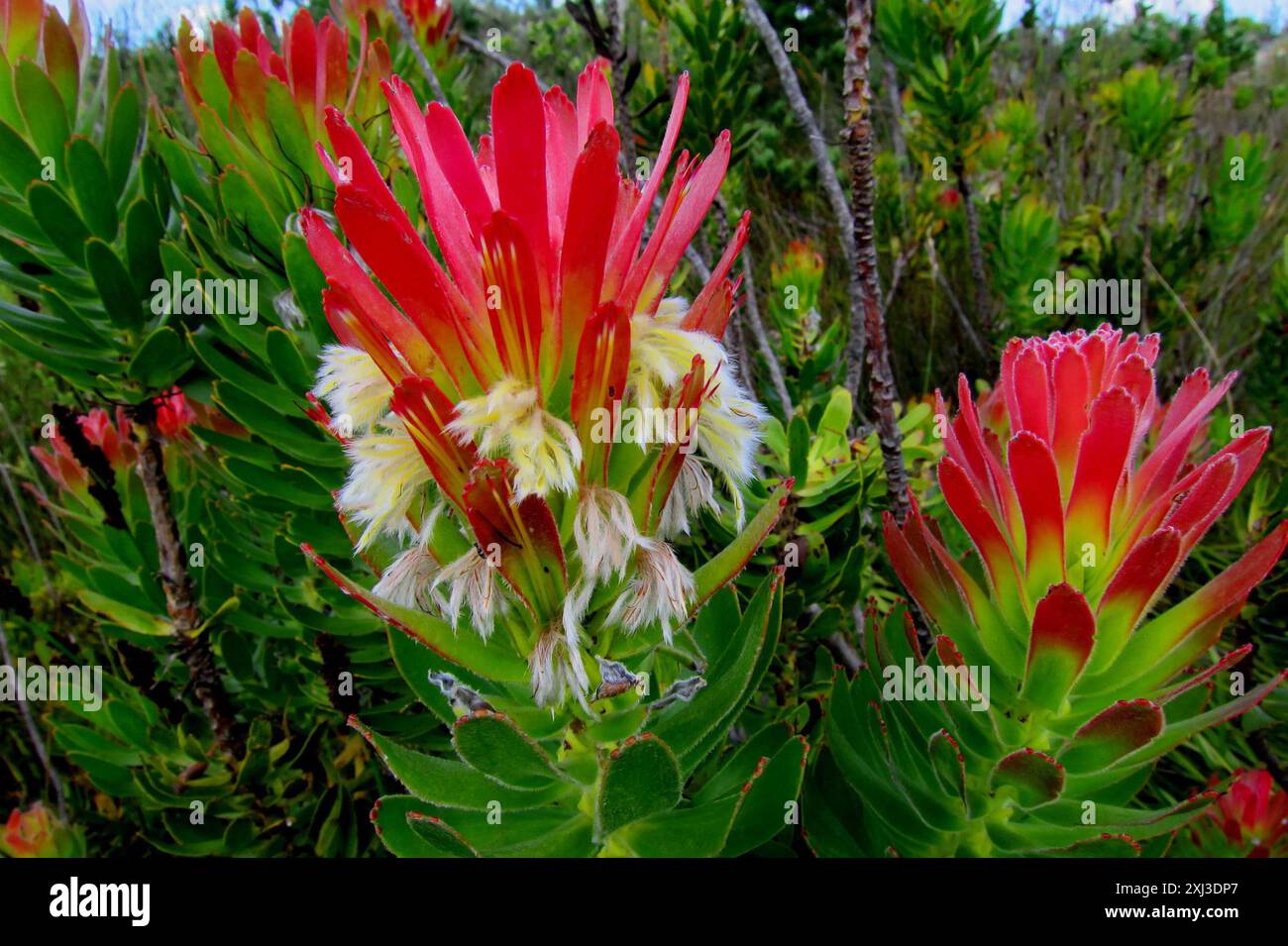 Common Pagoda (Mimetes cucullatus) Plantae Stock Photo - Alamy