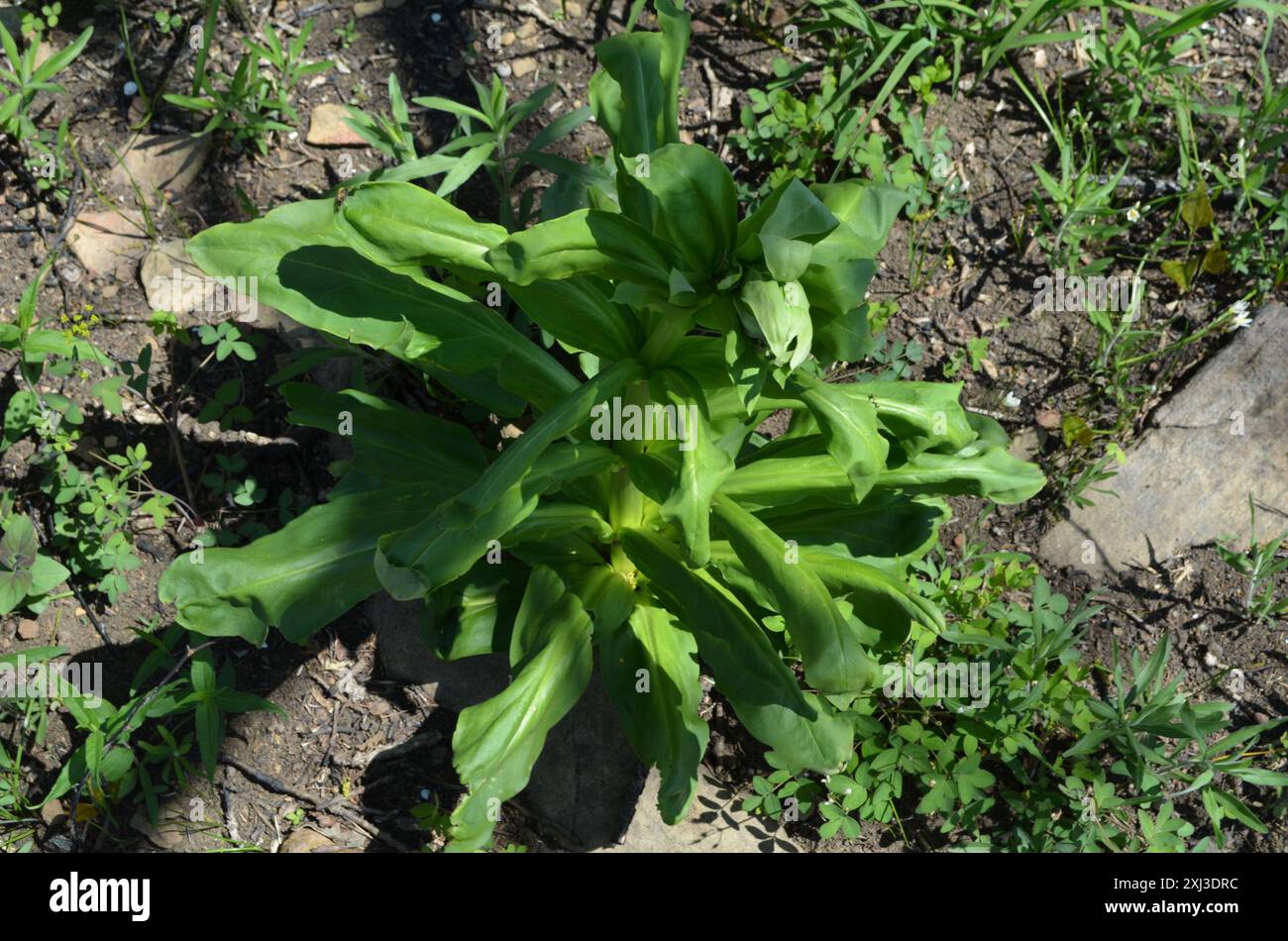 American columbo (Frasera caroliniensis) Plantae Stock Photo - Alamy