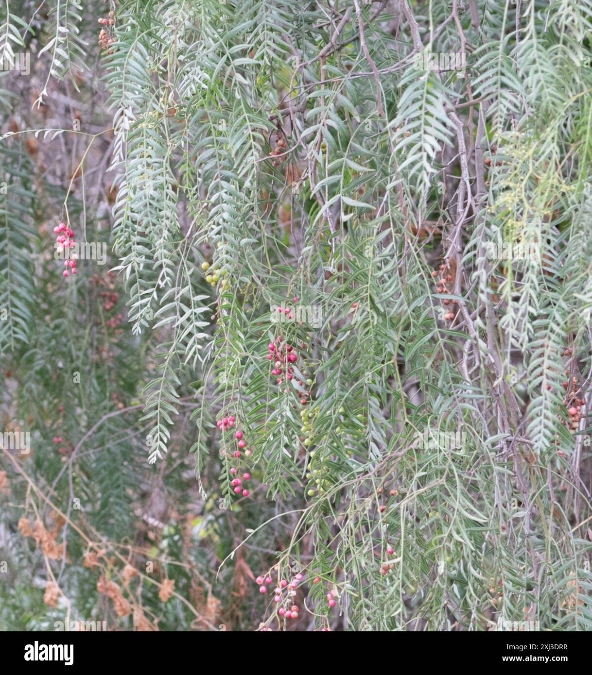 Peruvian Pepper Tree (Schinus molle) Plantae Stock Photo - Alamy