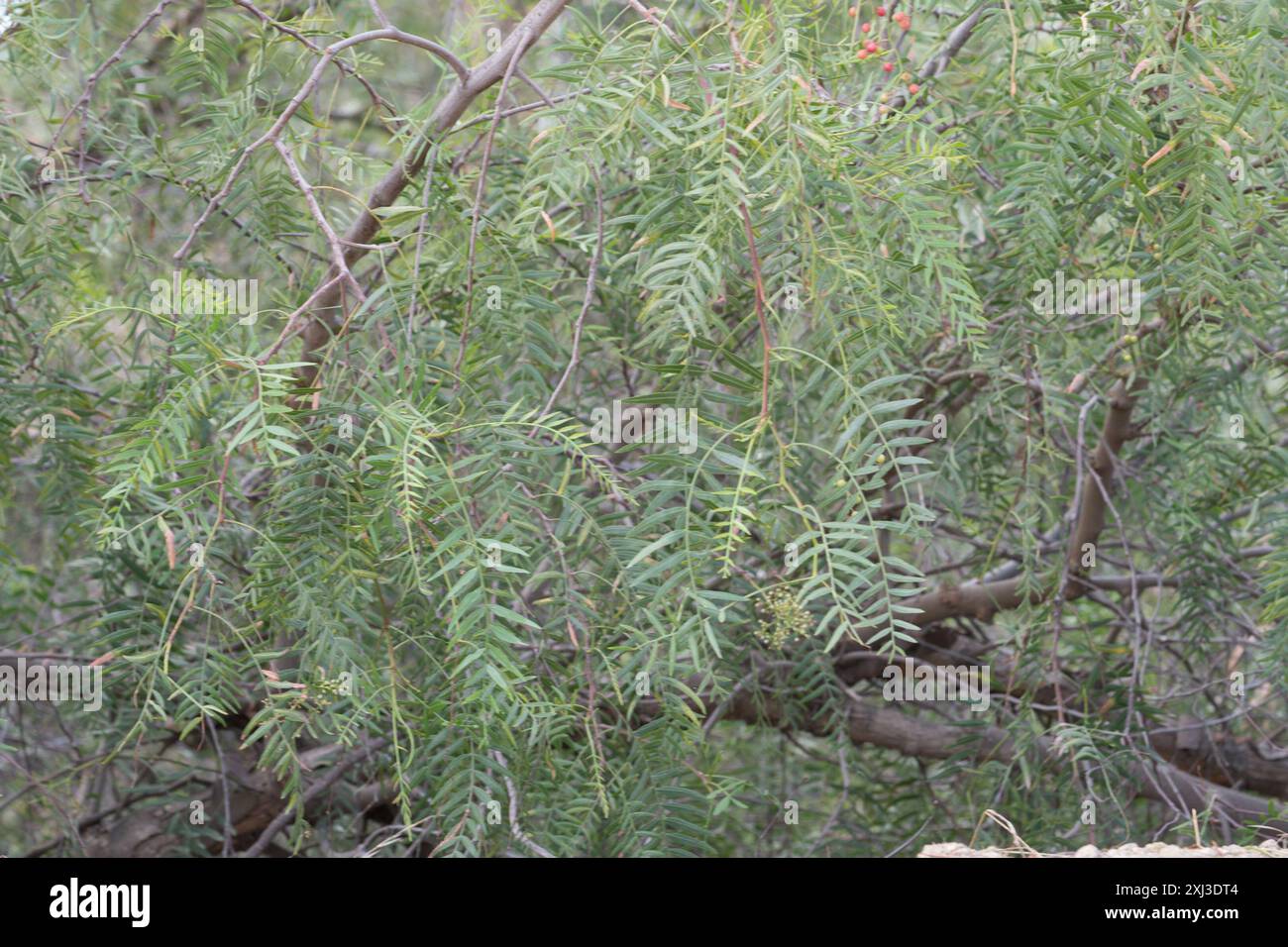 Peruvian Pepper Tree (Schinus molle) Plantae Stock Photo - Alamy