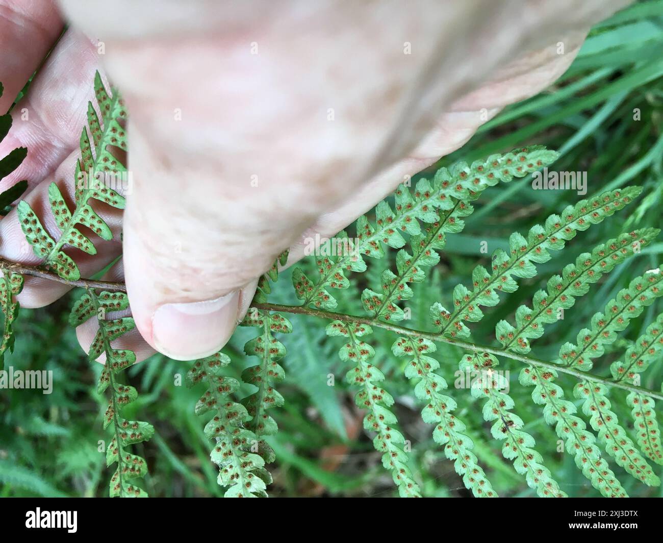 southern wood fern (Dryopteris ludoviciana) Plantae Stock Photo - Alamy