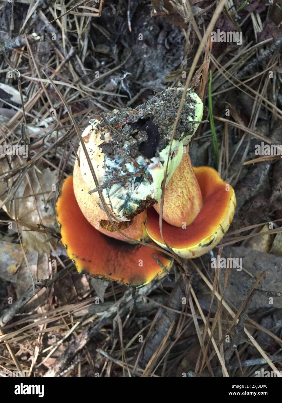Red-mouth Bolete (Boletus subvelutipes) Fungi Stock Photo - Alamy