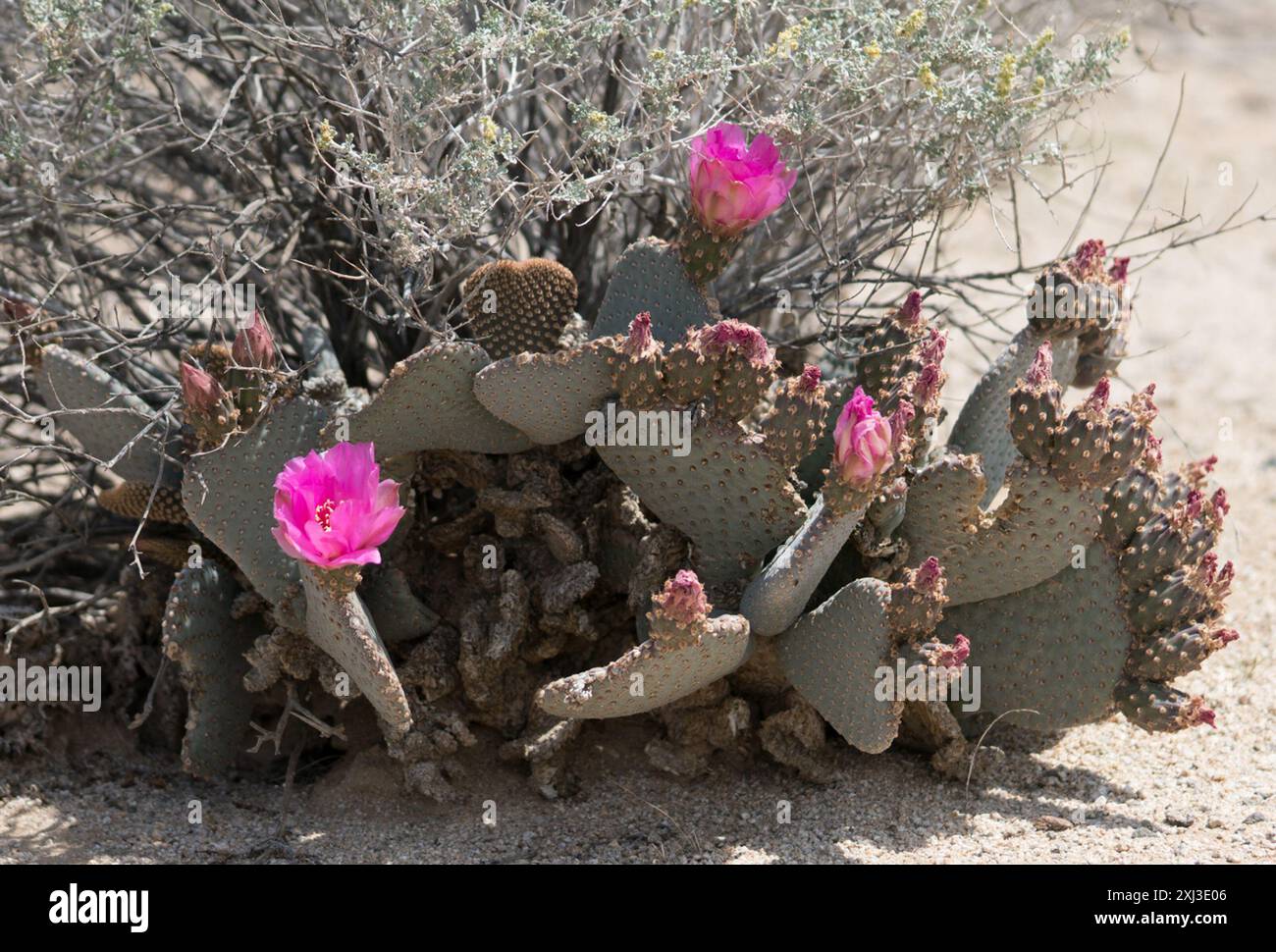beavertail cactus (Opuntia basilaris basilaris) Plantae Stock Photo - Alamy