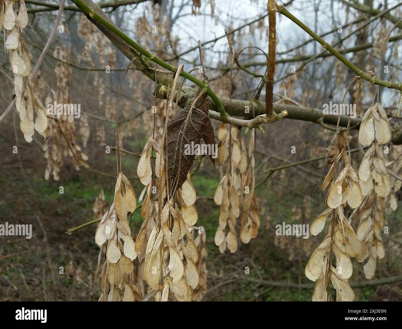 box elder (Acer negundo) Plantae Stock Photo - Alamy