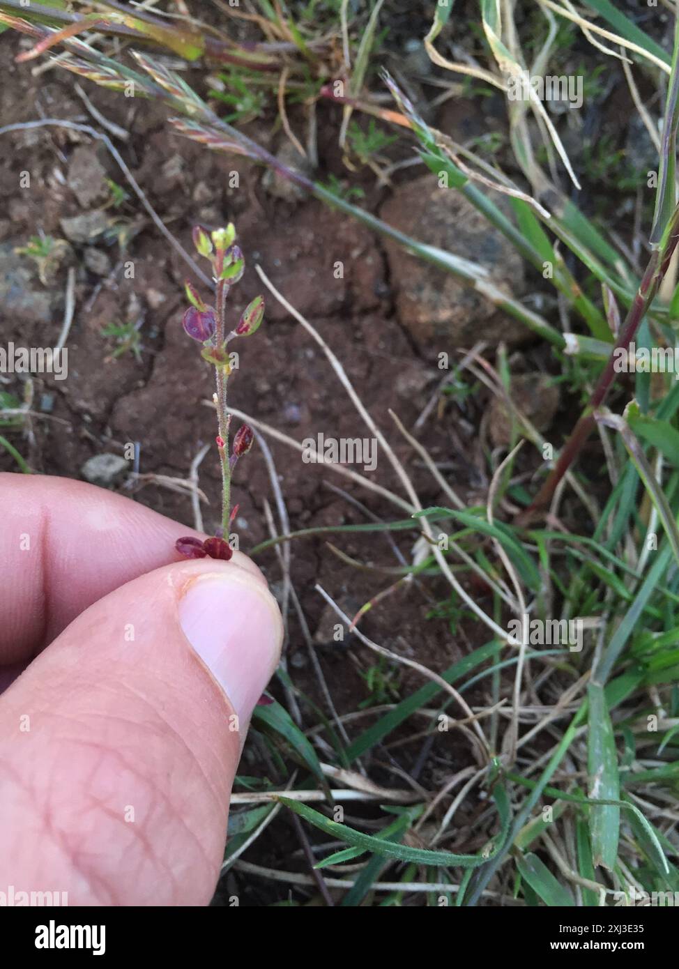 Shining Pepperweed (Lepidium nitidum) Plantae Stock Photo - Alamy