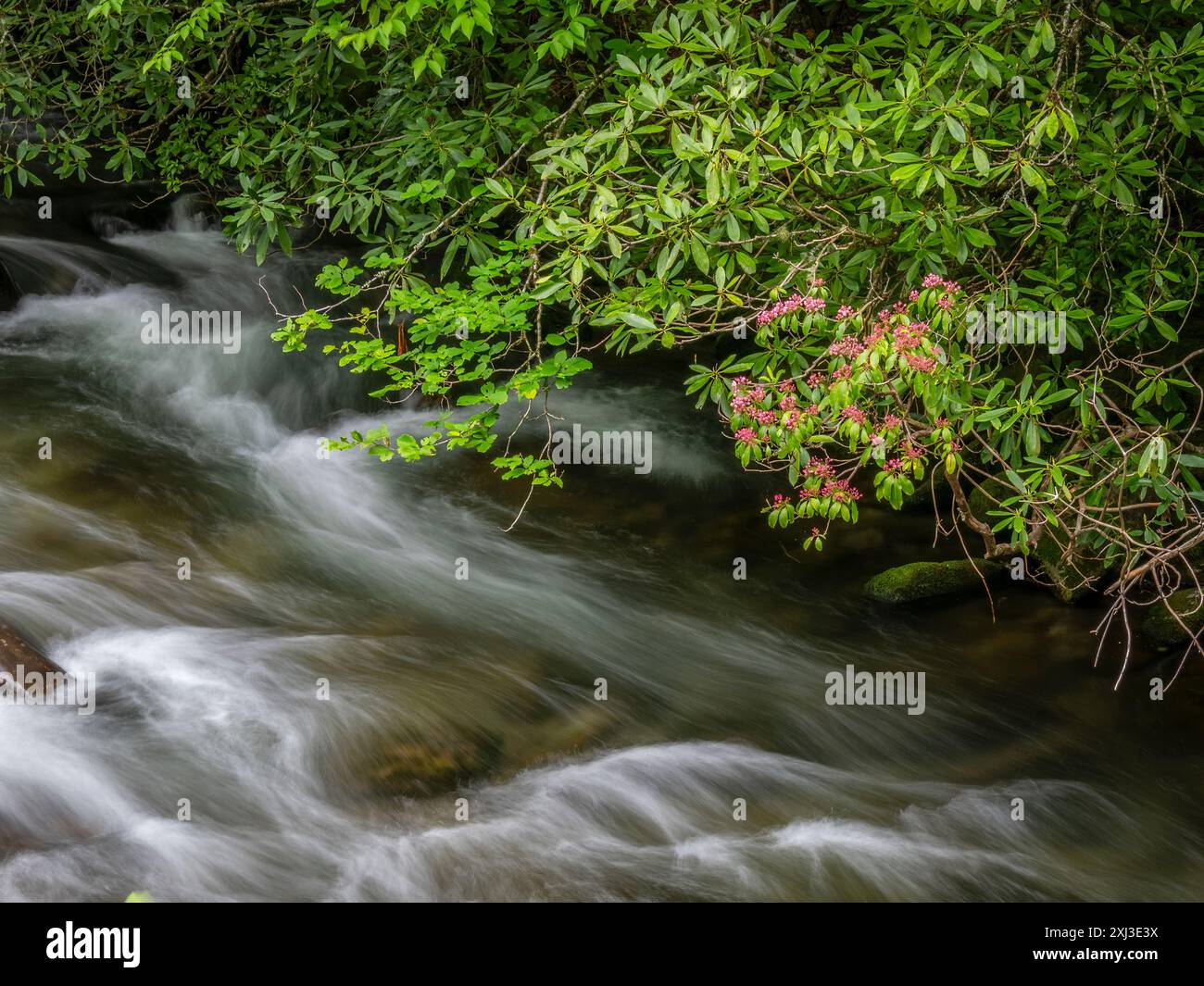Oconaluftee River along the Newfound Gap Road in the Great Smoky ...