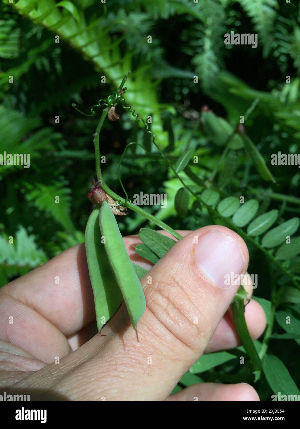 giant vetch (Vicia gigantea) Plantae Stock Photo - Alamy