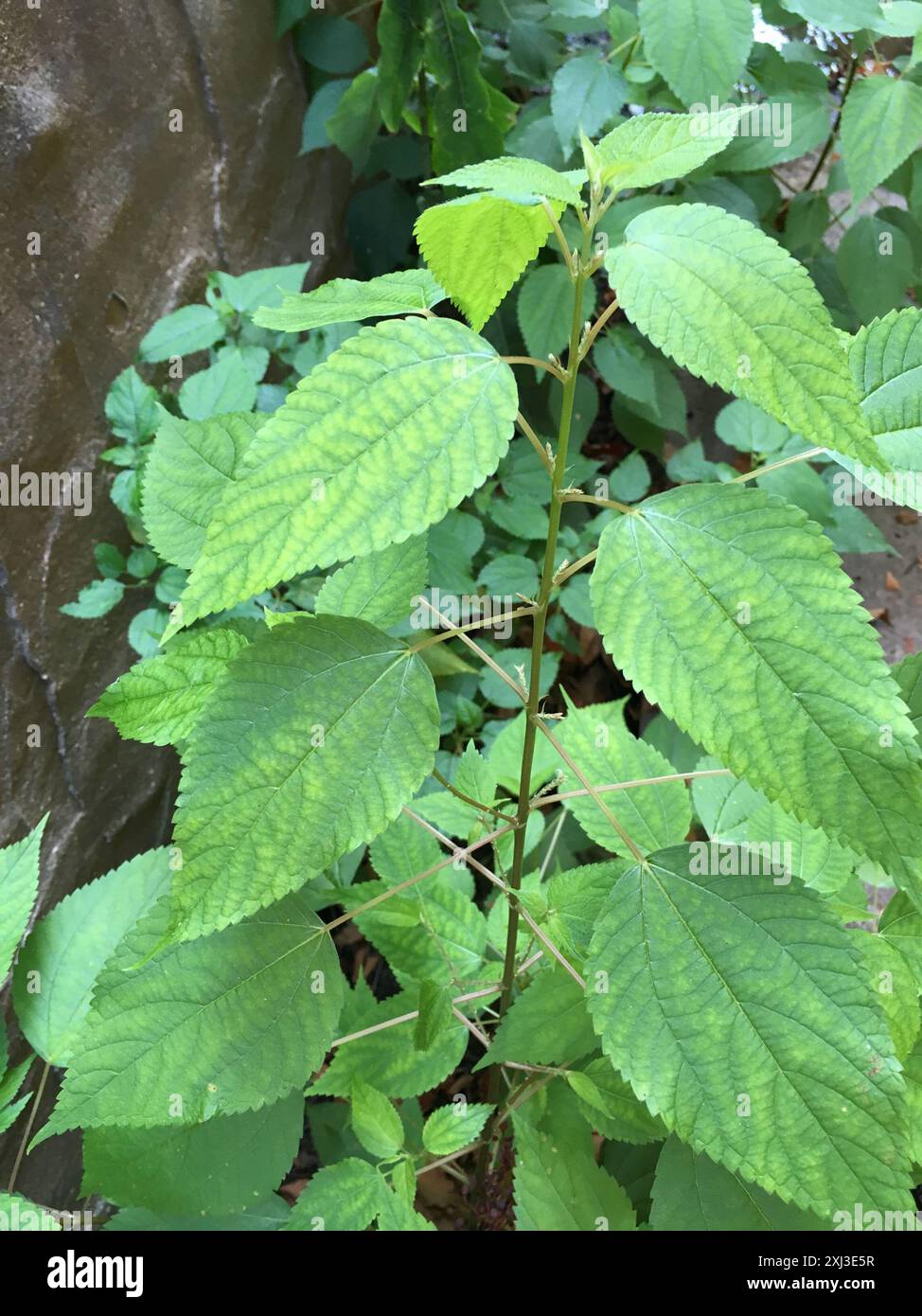 false nettle (Boehmeria cylindrica) Plantae Stock Photo - Alamy