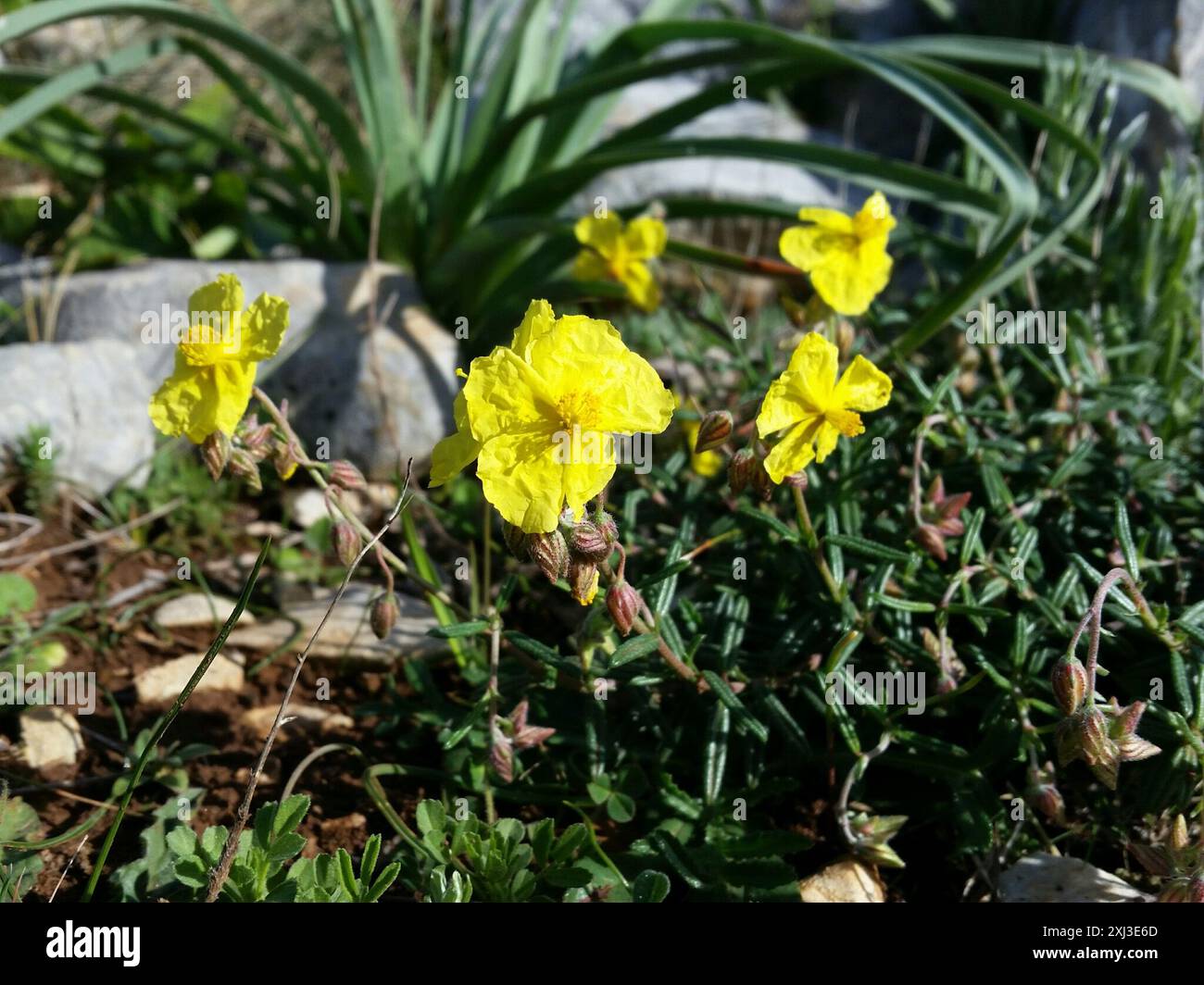 dwarf rock-roses (Helianthemum) Plantae Stock Photo - Alamy