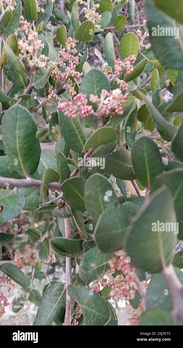 lemonade berry (Rhus integrifolia) Plantae Stock Photo - Alamy