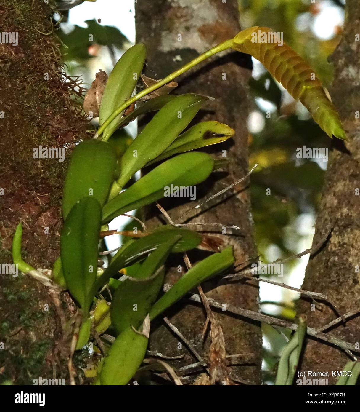 Bulbophyllum occultum hi-res stock photography and images - Alamy