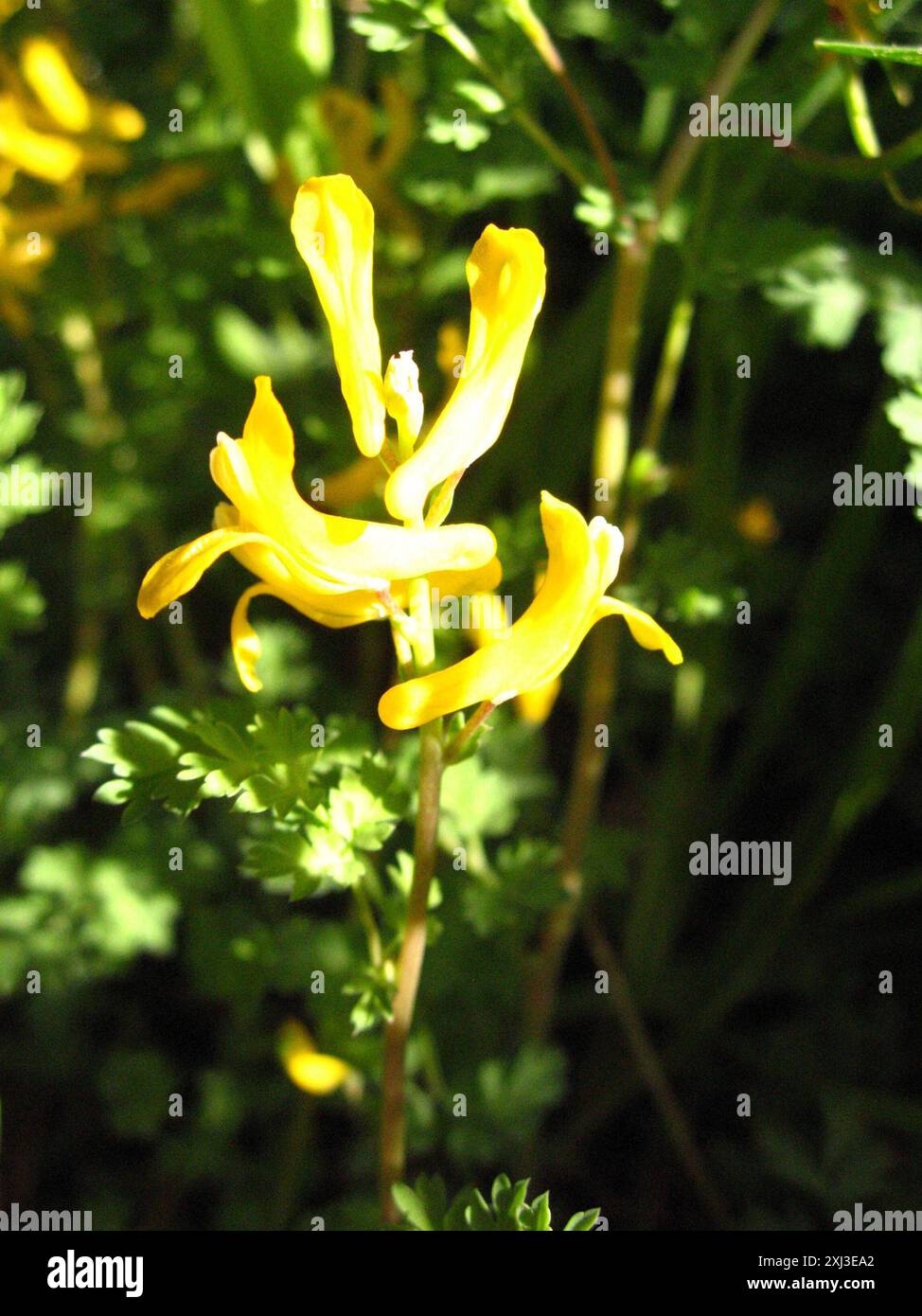 golden corydalis (Corydalis aurea) Plantae Stock Photo - Alamy