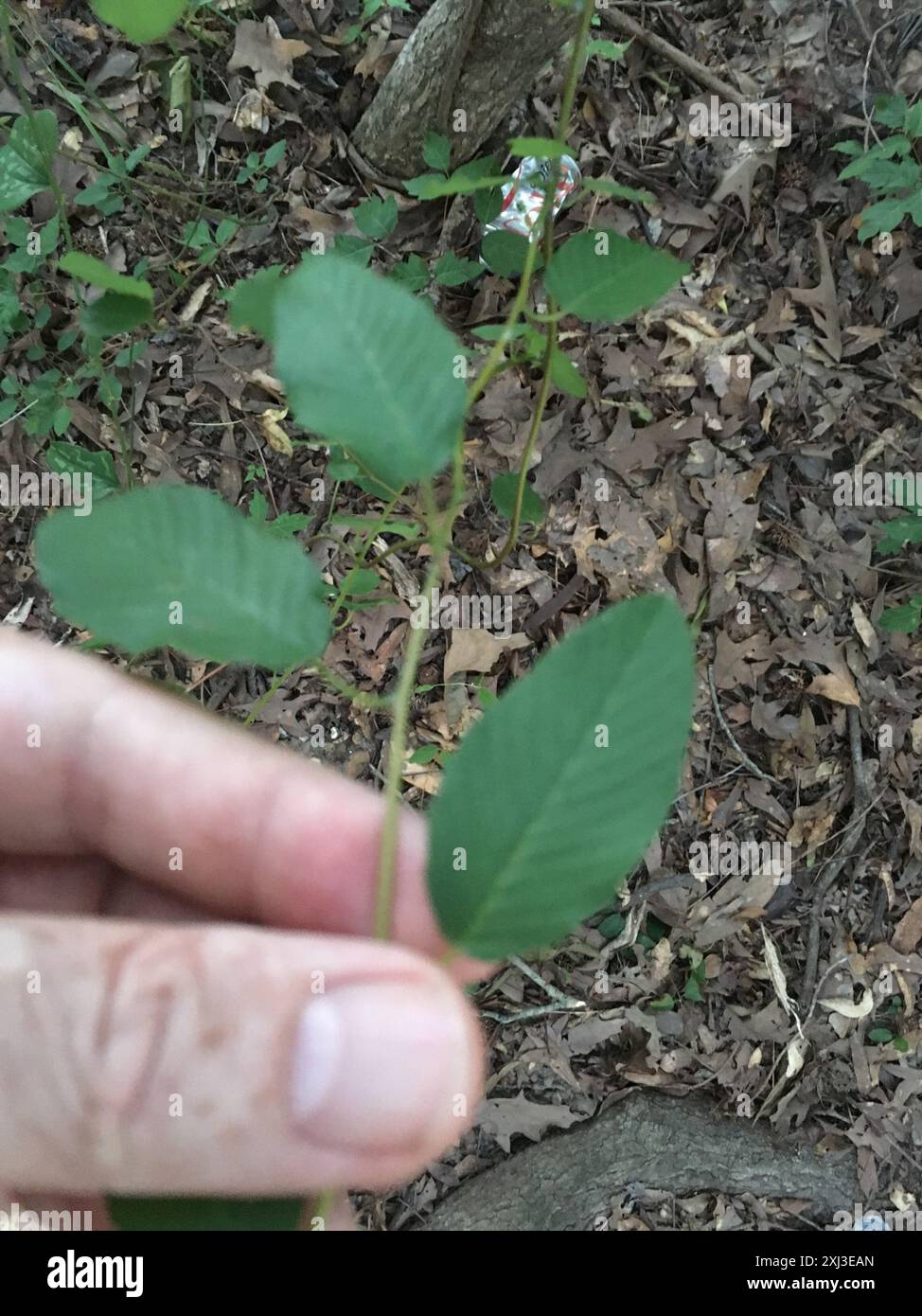 Supplejack (Berchemia scandens) Plantae Stock Photo - Alamy