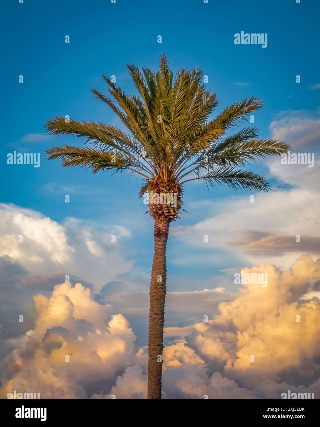 Big clouds behind palm tree with late afternoon sun on clouds Stock ...
