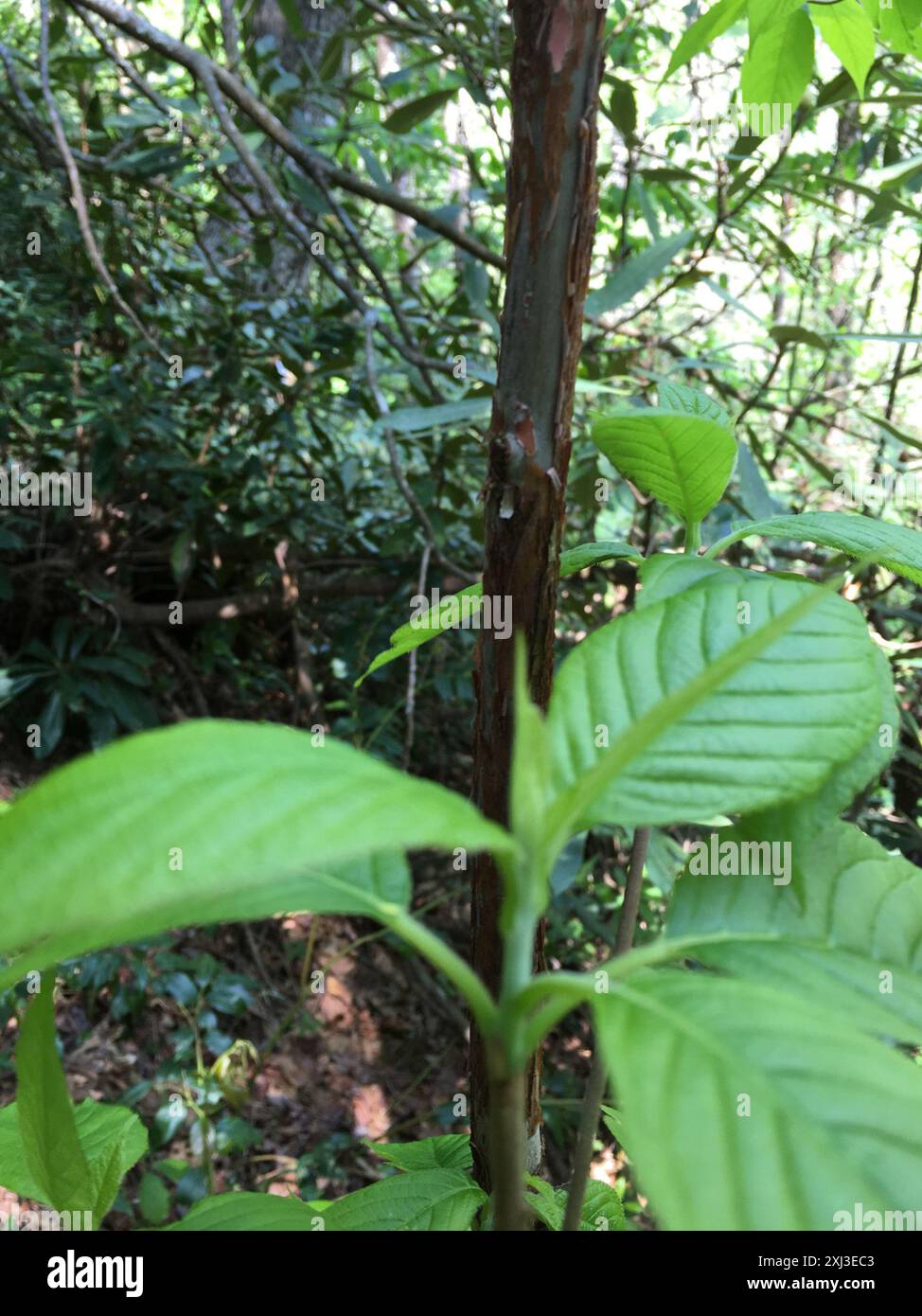 mountain sweet pepperbush (Clethra acuminata) Plantae Stock Photo - Alamy