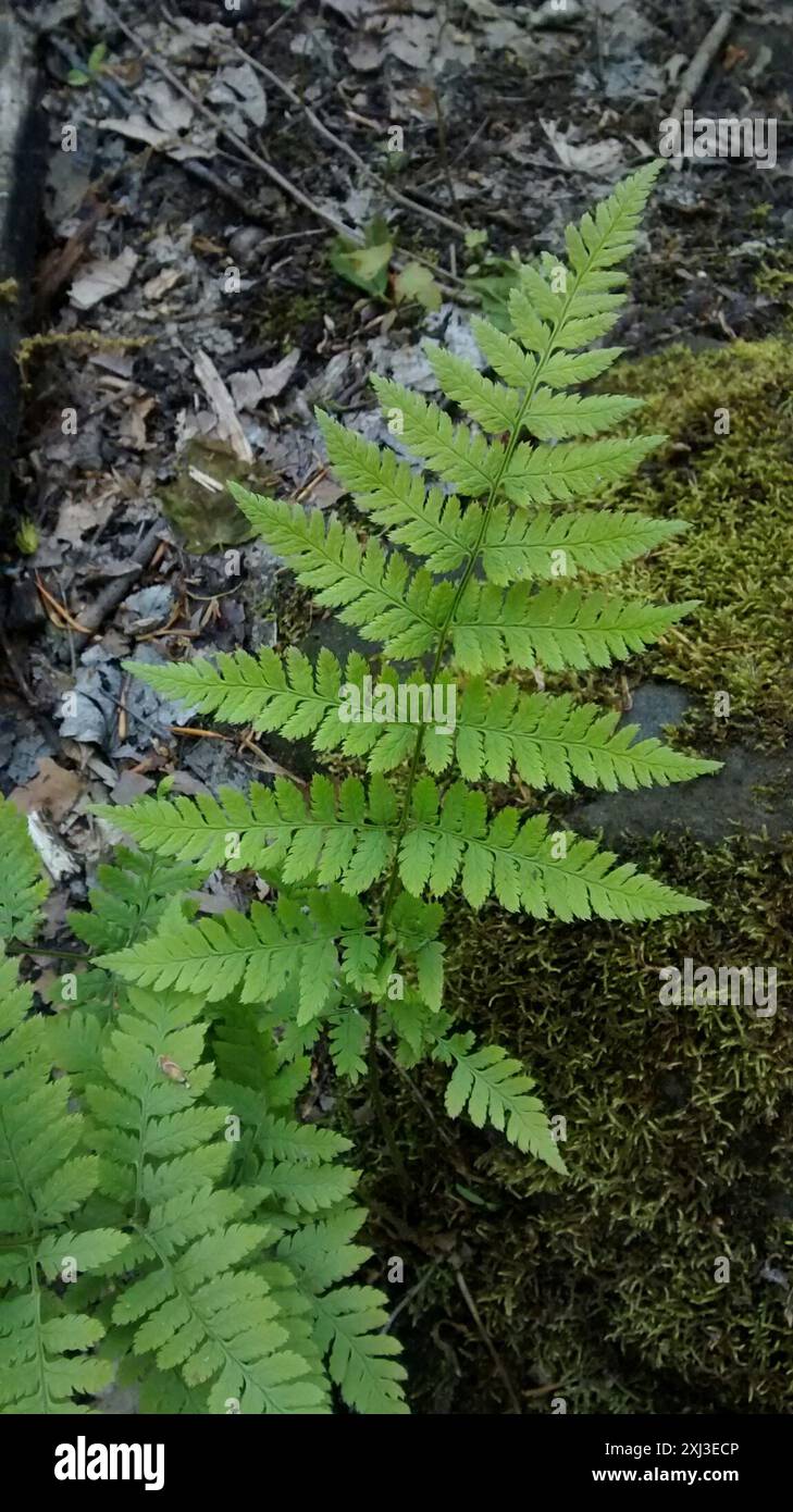 spinulose wood fern (Dryopteris carthusiana) Plantae Stock Photo - Alamy