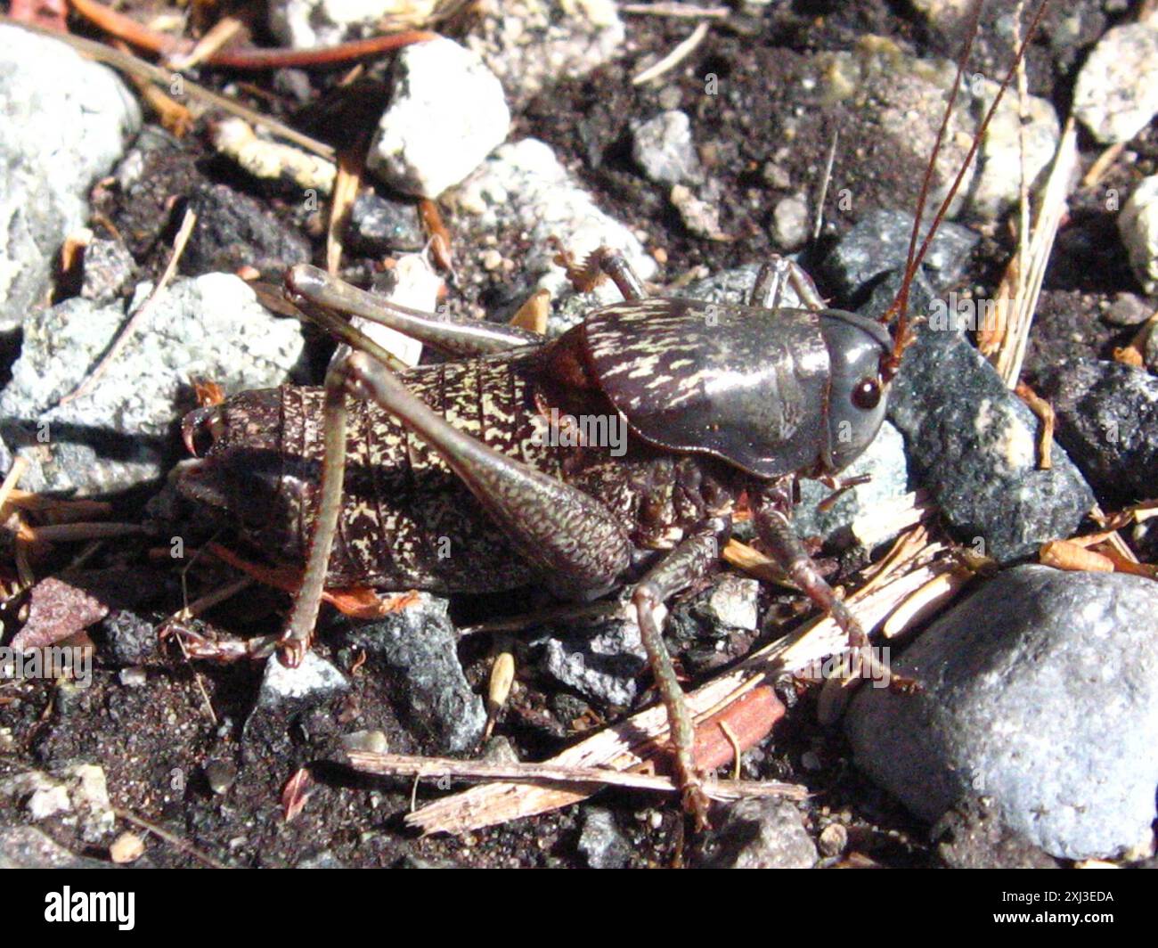 Mormon Cricket (Anabrus simplex) Insecta Stock Photo - Alamy