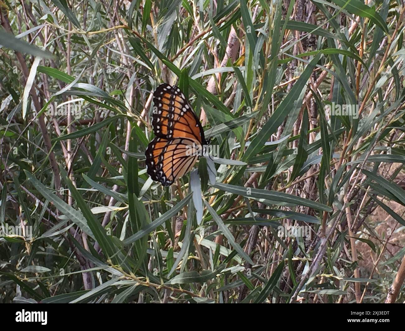 Viceroy (Limenitis archippus) Insecta Stock Photo - Alamy