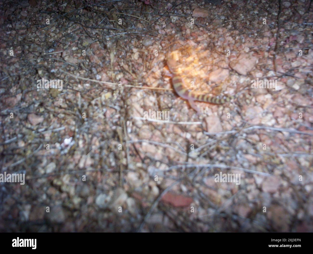 Western Banded Gecko (Coleonyx variegatus) Reptilia Stock Photo - Alamy