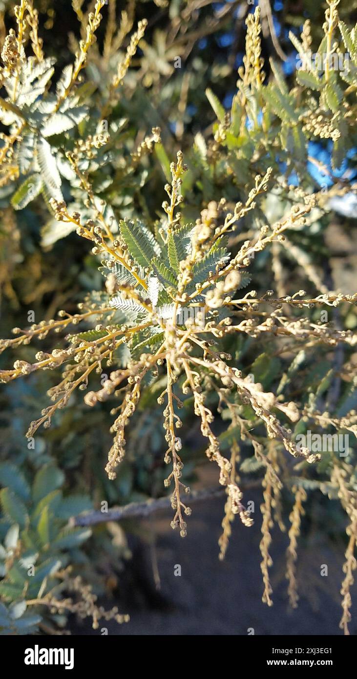 Cootamundra wattle (Acacia baileyana) Plantae Stock Photo - Alamy