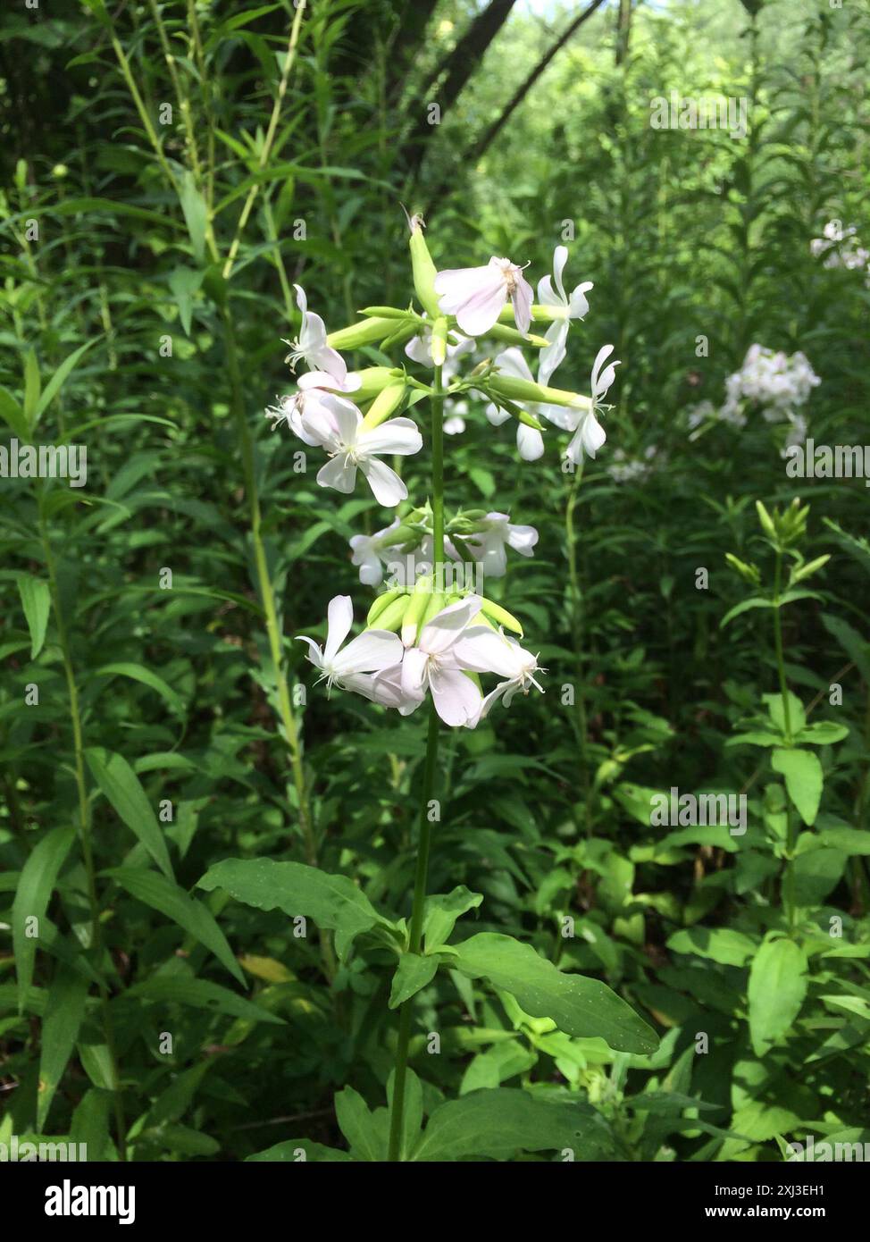 common soapwort (Saponaria officinalis) Plantae Stock Photo - Alamy