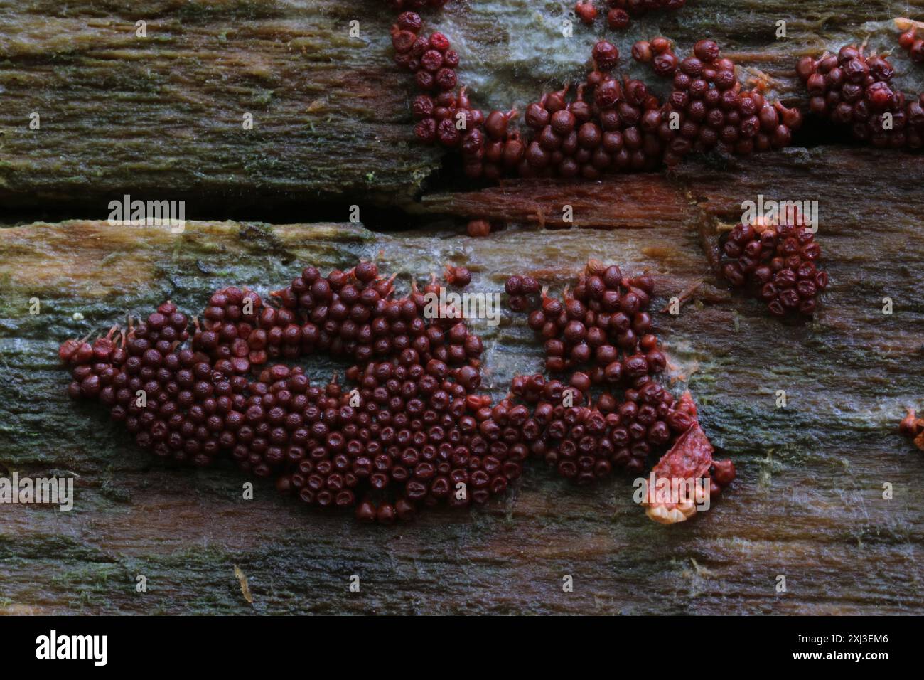 (Arcyria ferruginea) Protozoa Stock Photo - Alamy