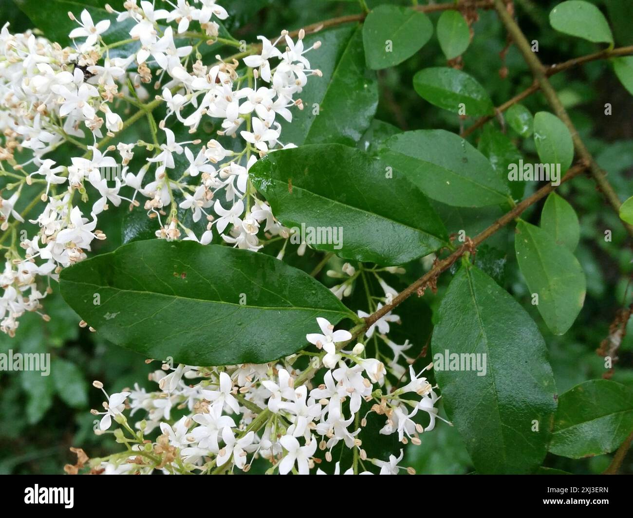 Common Privet (Ligustrum vulgare) Plantae Stock Photo - Alamy