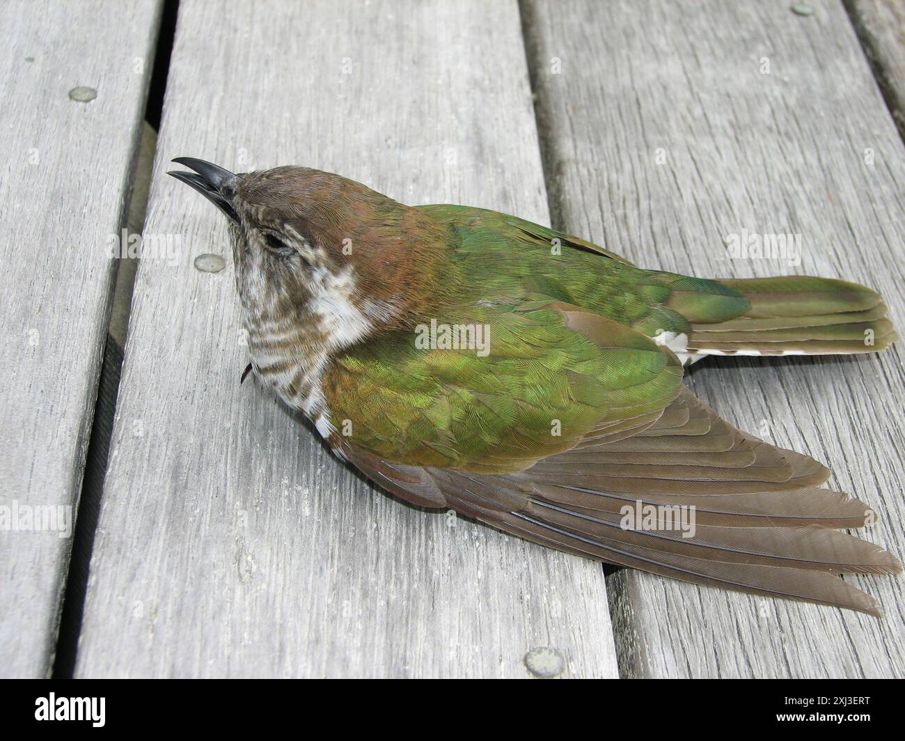 Shining bronze cuckoo hi-res stock photography and images - Alamy