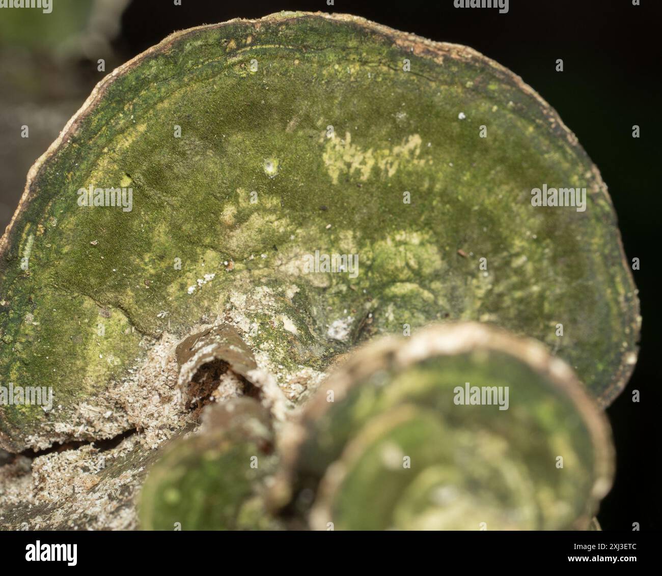 Lumpy Bracket (Trametes gibbosa) Fungi Stock Photo - Alamy